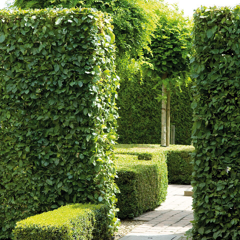 Haagplanten kopen voor uw tuin - Assortiment hagen - Tuincentrum De Molen