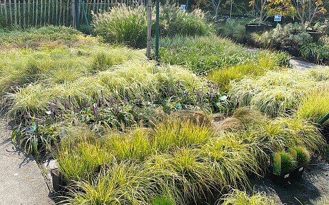 Siergrassen kopen voor uw tuin - Tuincentrum De Molen