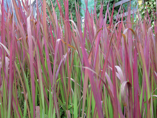 Siergrassen kopen voor uw tuin - Tuincentrum De Molen