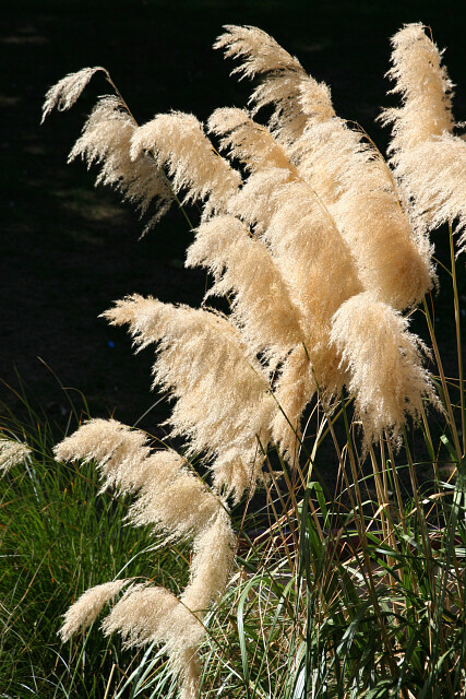 Siergrassen kopen voor uw tuin - Tuincentrum De Molen