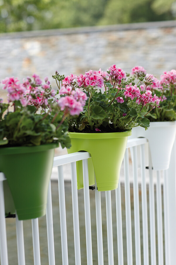 Les plantes pour terrasse et balcon - Tuincentrum De Molen